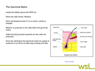 Hair structure | PPT