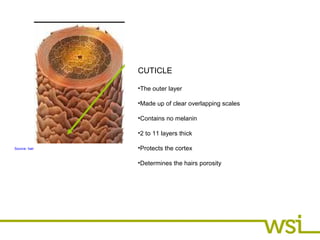 Hair structure | PPT