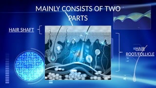 An Overview of Human Hair Anatomy and Composition | PPTX