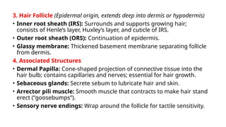Hair Structure. in Mammals. Structure, Origin. PPT | PPTX
