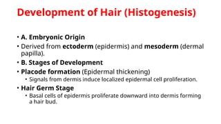 Hair Structure. in Mammals. Structure, Origin. PPT | PPTX