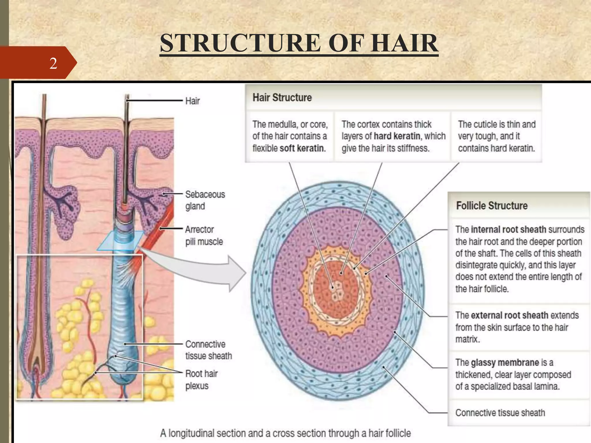 Hair structure and growth cycle | PPTX