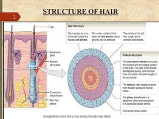 Hair structure and growth cycle | PPTX