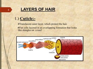 Hair structure and growth cycle | PPTX