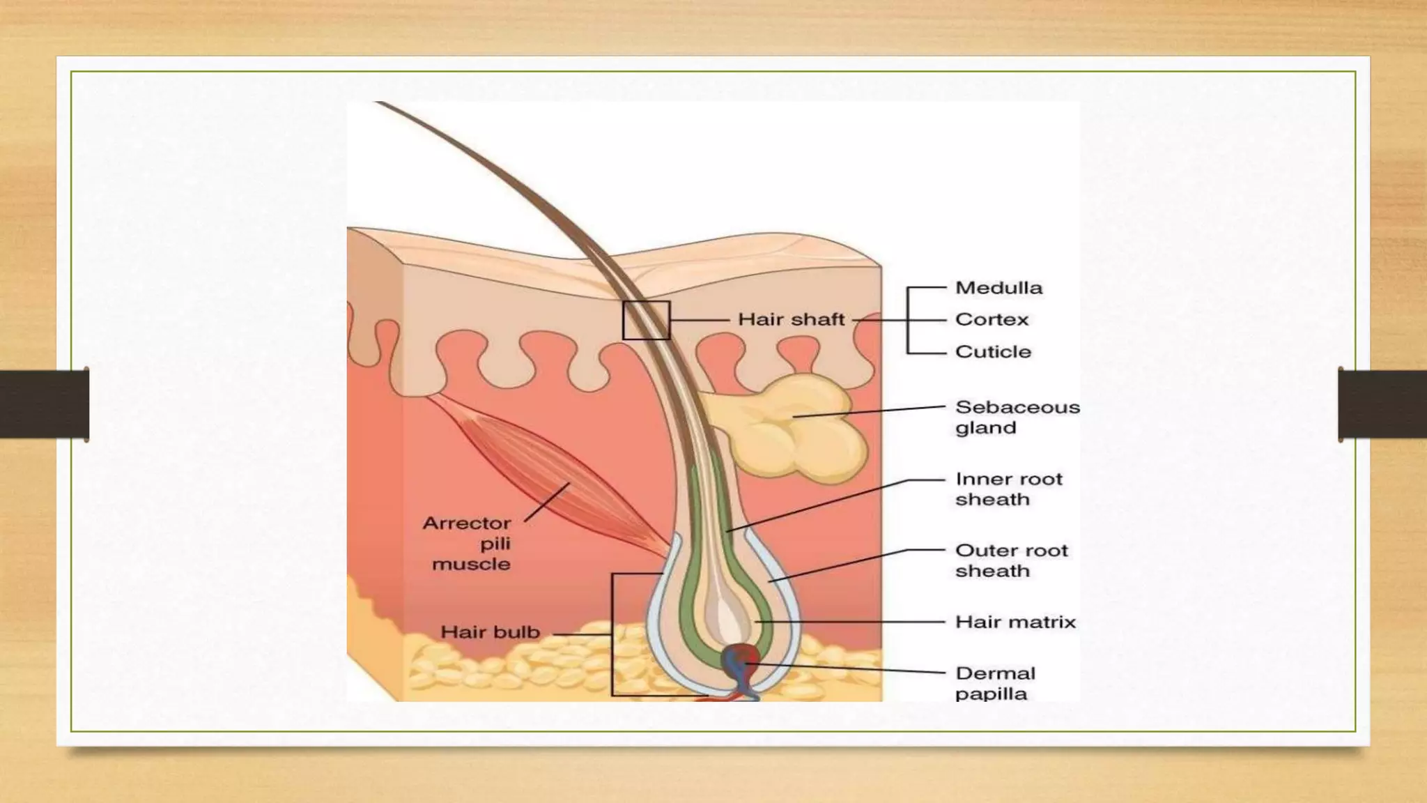 Hair structure and hair growth cycle | PPTX