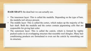Hair structure and hair growth cycle | PPTX