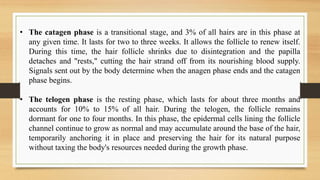 Hair structure and hair growth cycle | PPTX
