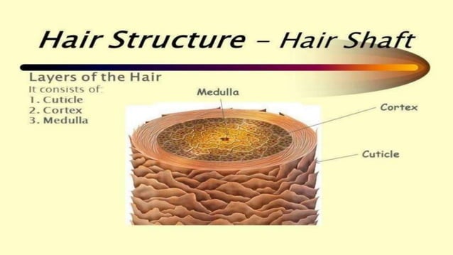 Hair structure and hair growth cycle | PPTX