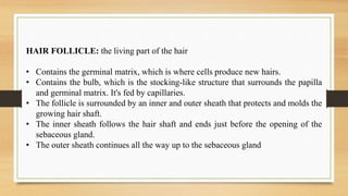 Hair structure and hair growth cycle | PPTX