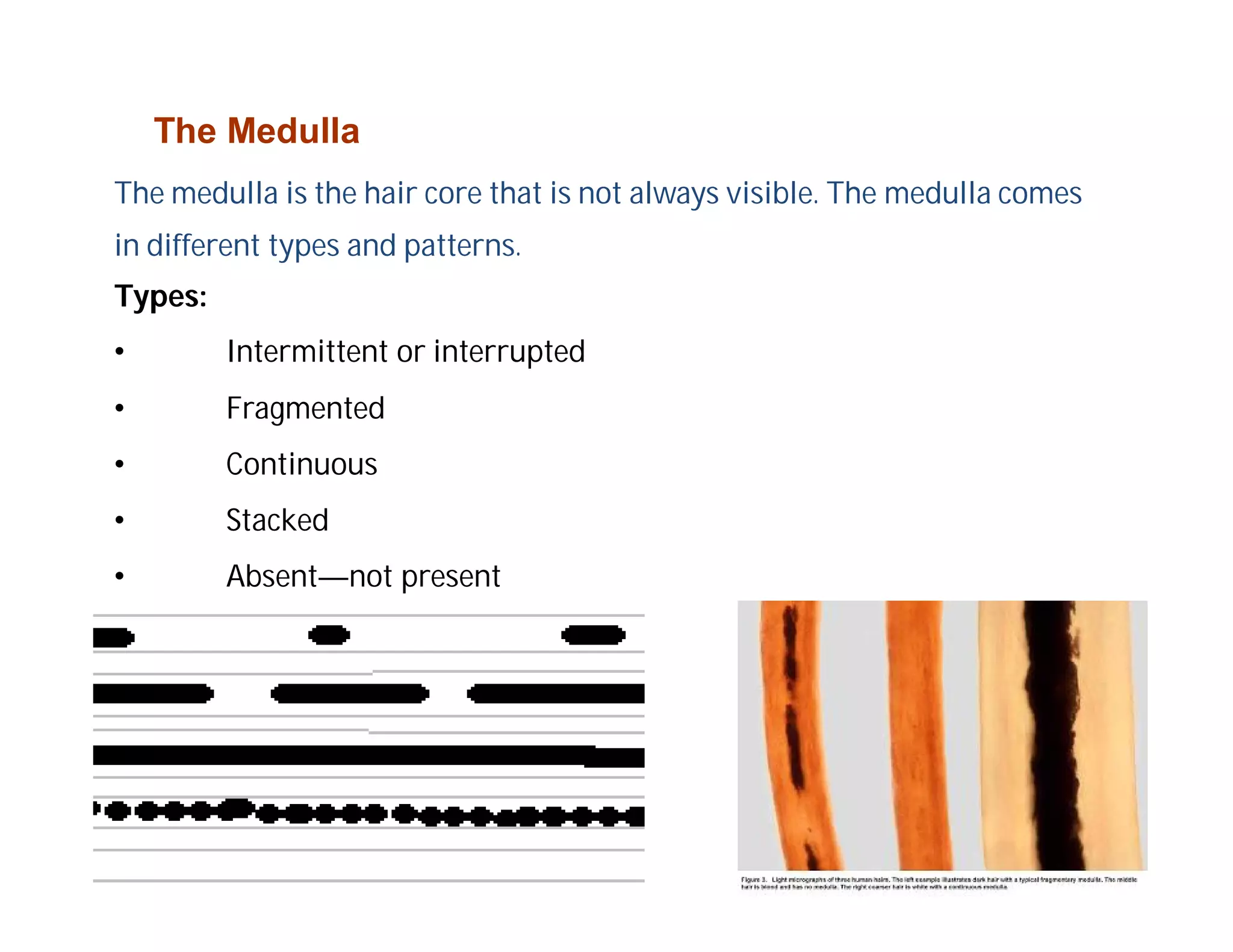 Hair structure and hair growth cycle | PDF