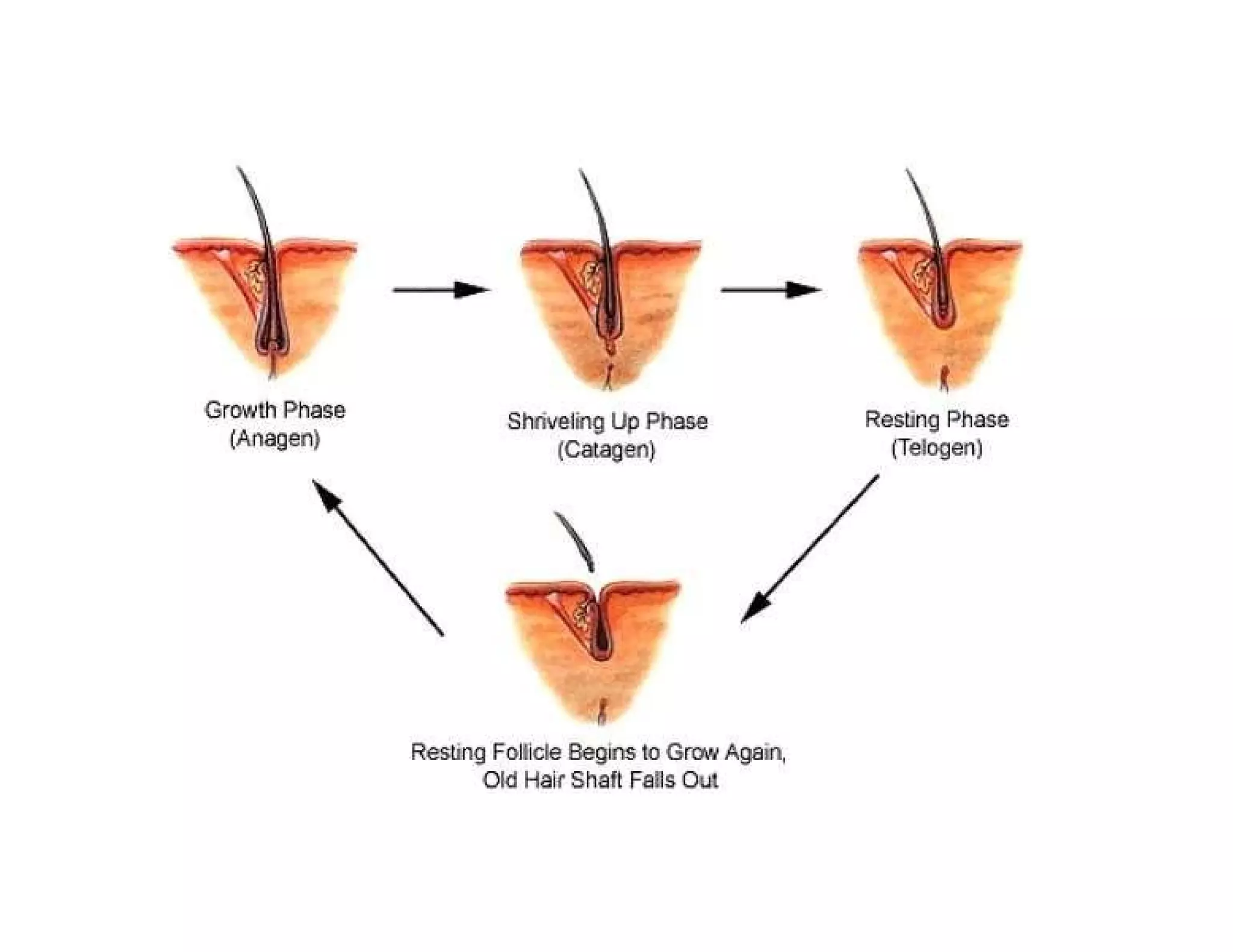Hair structure and hair growth cycle | PDF