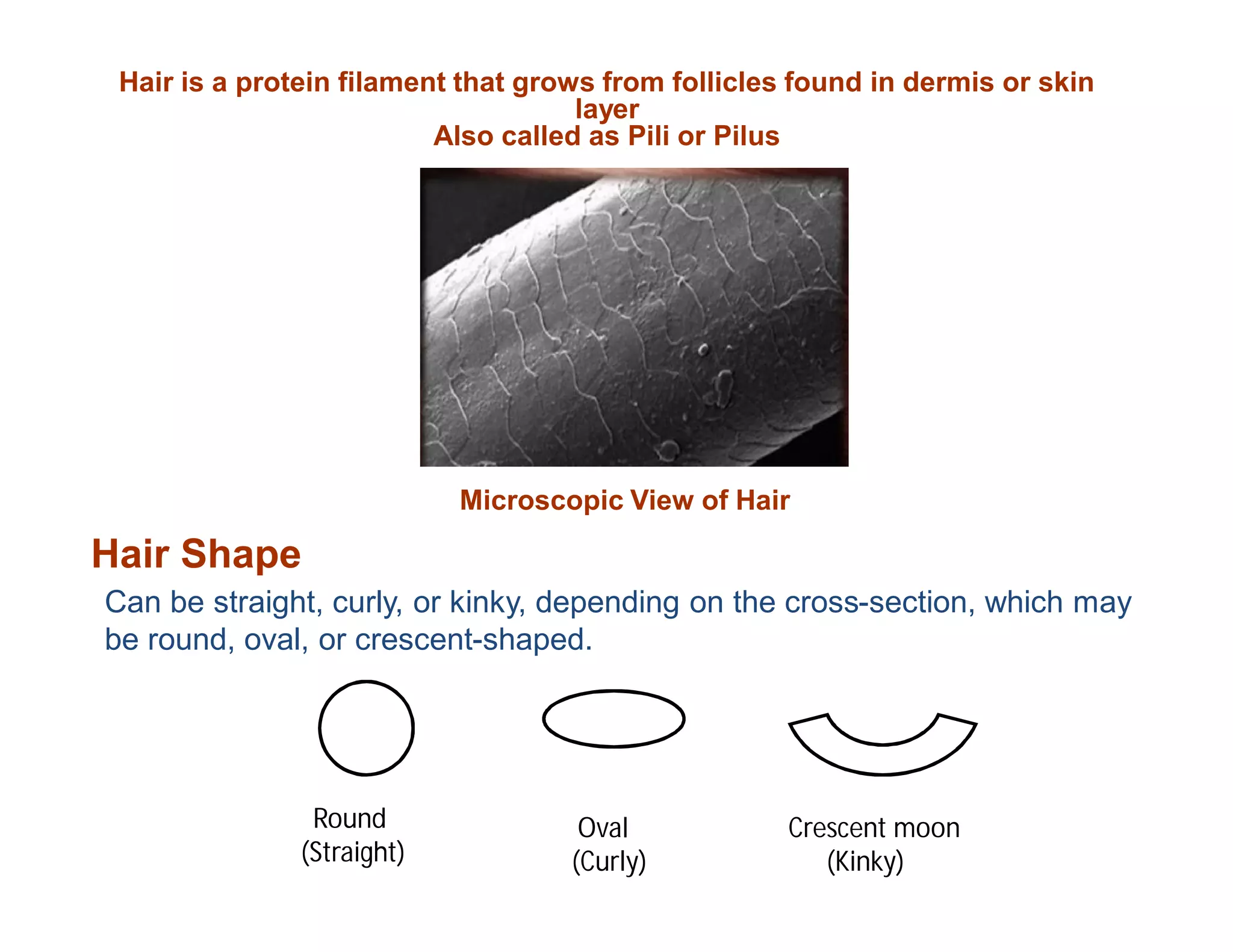 Hair structure and hair growth cycle | PDF
