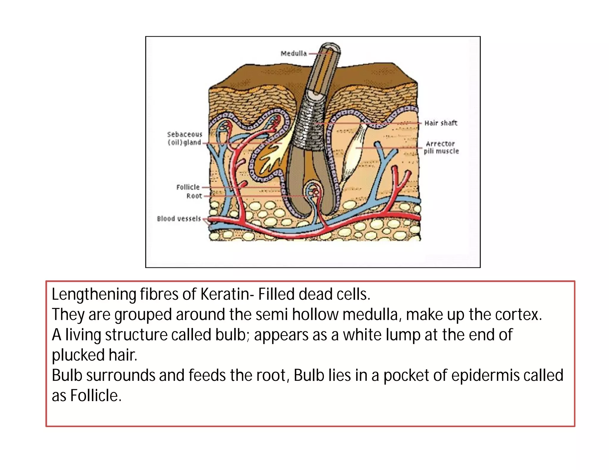Hair structure and hair growth cycle | PDF
