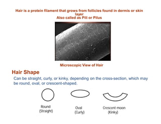 Hair structure and hair growth cycle | PDF