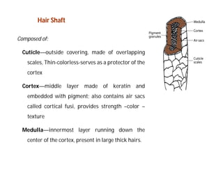 Hair structure and hair growth cycle | PPT