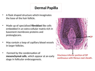 hair structure and physiology. information | PPTX