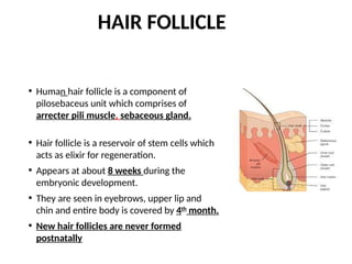 hair structure and physiology. information | PPTX
