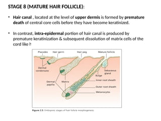 hair structure and physiology. information | PPTX