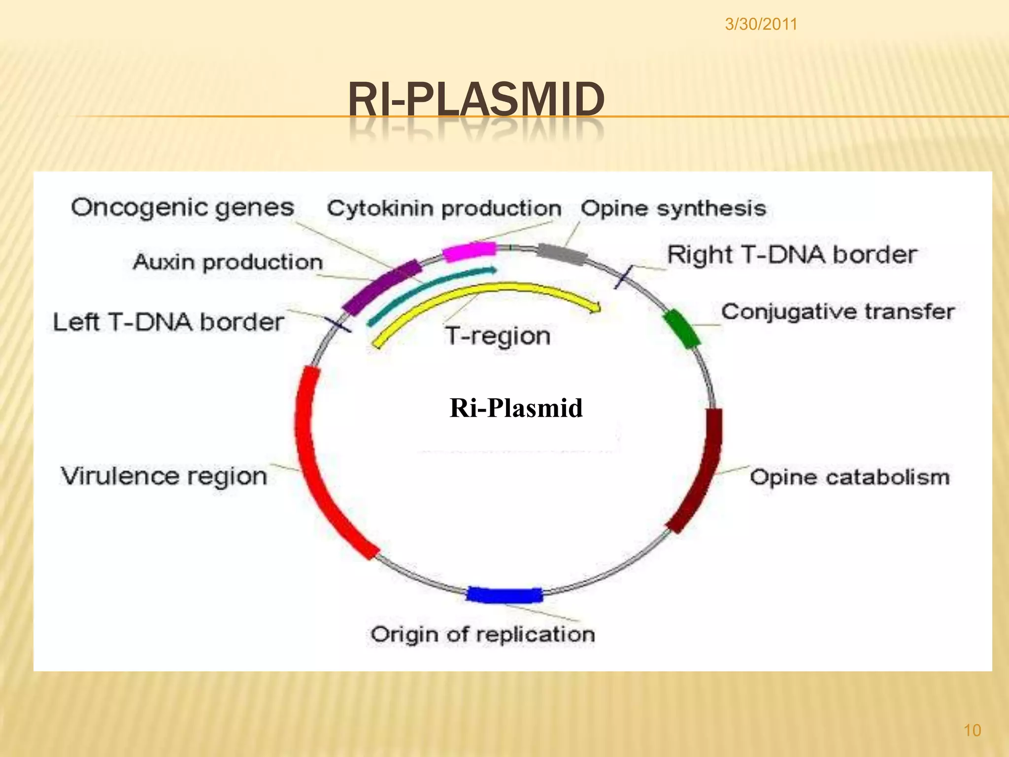 Hairy root cell culture | PPTX