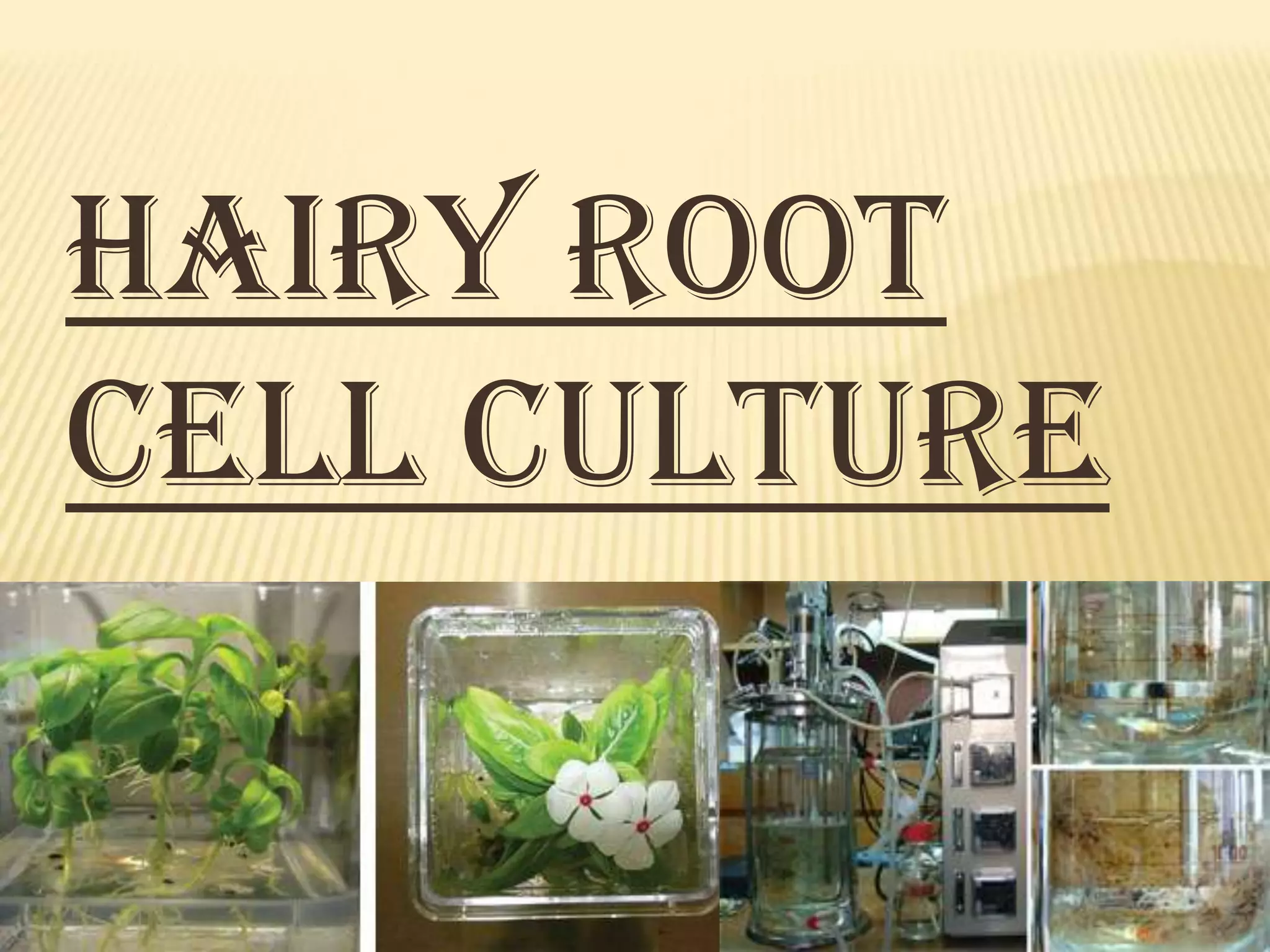 Hairy root cell culture | PPTX