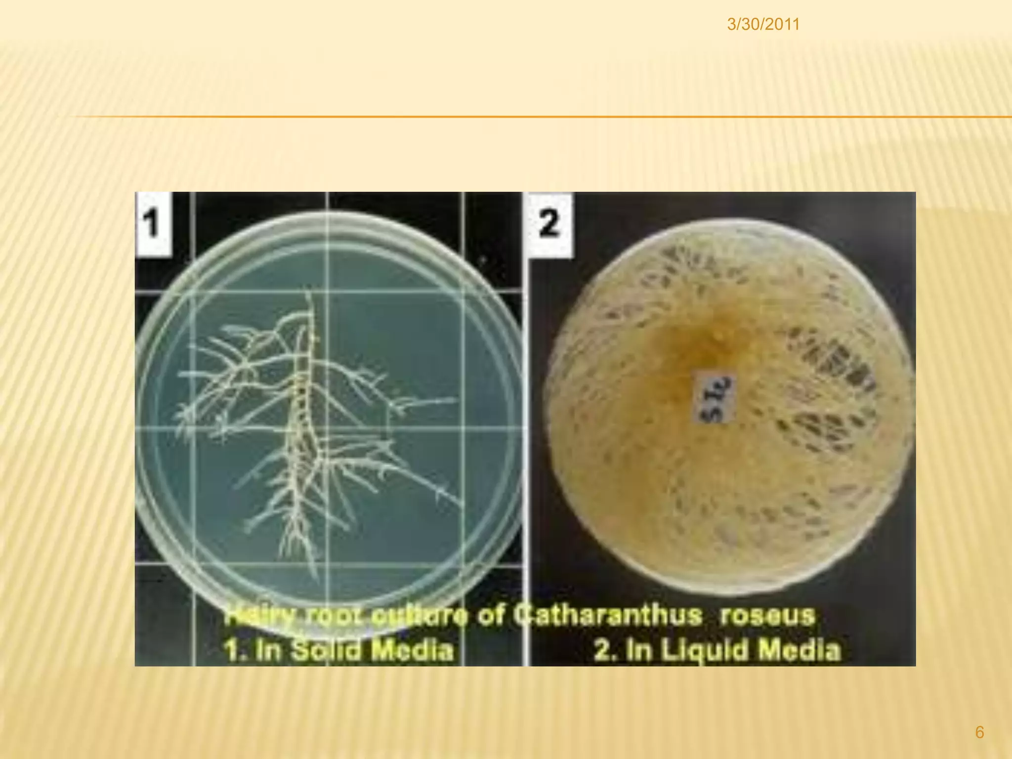 Hairy root cell culture | PPTX