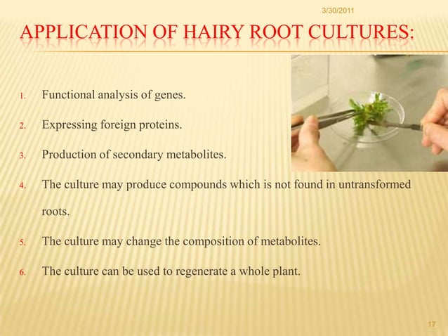 Hairy root cell culture | PPTX | Gardening | Home & Garden