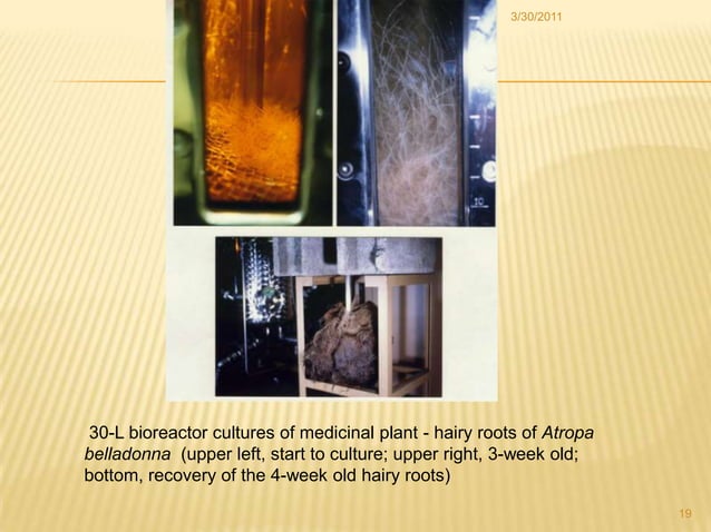Hairy root cell culture | PPTX | Gardening | Home & Garden