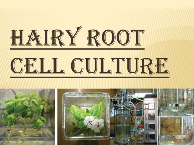 Hairy root cell culture | PPTX | Gardening | Home & Garden