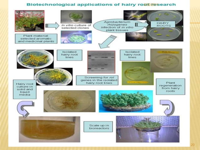 Hairy root cell culture | PPT