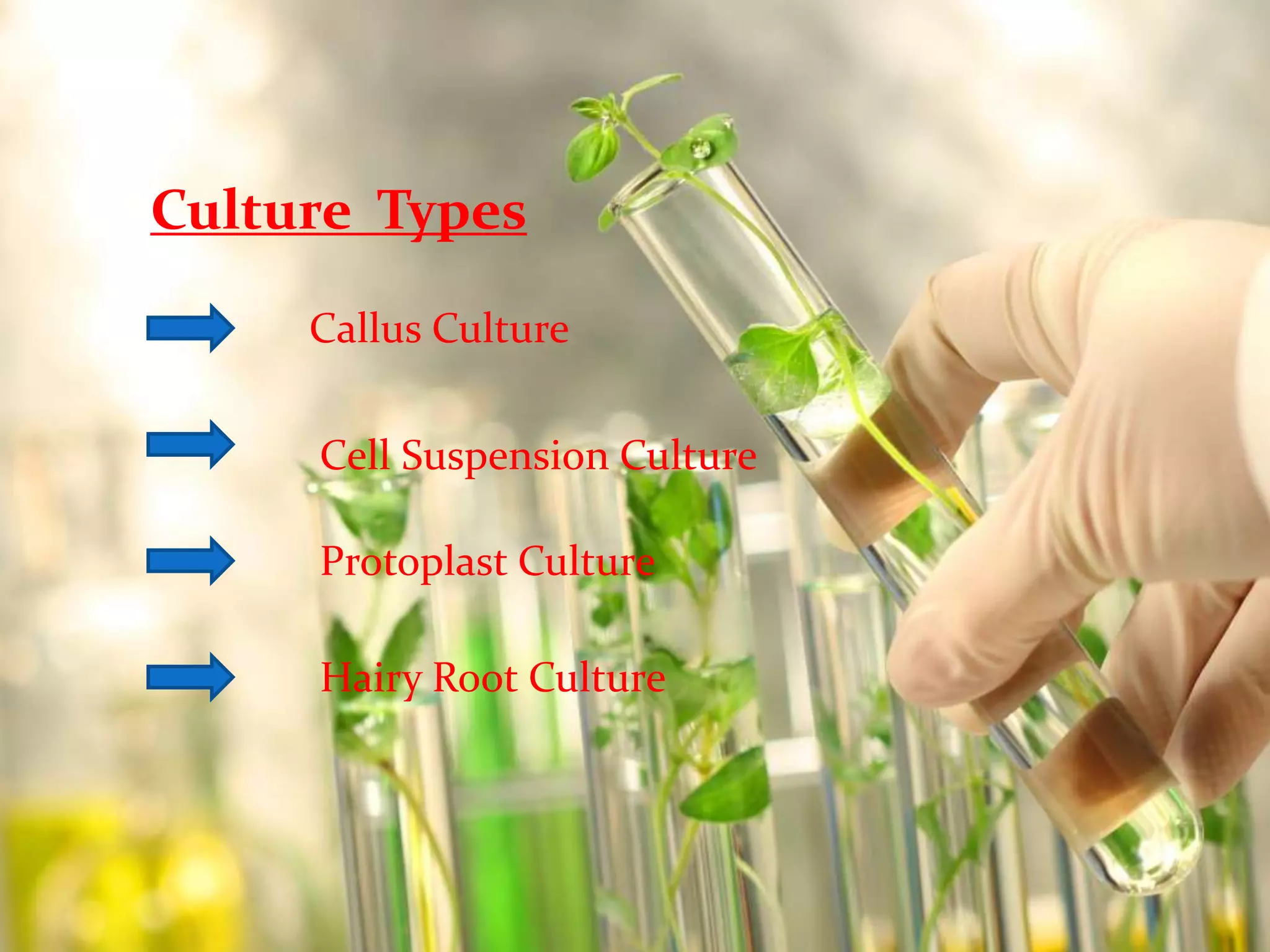 Hairy root culture | PPTX