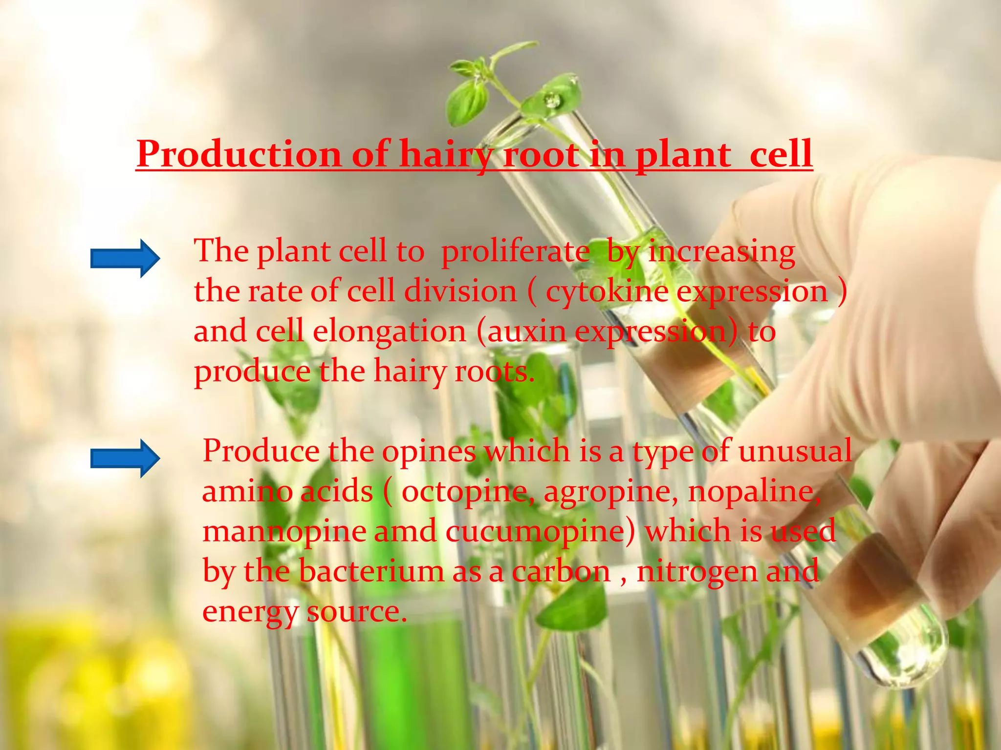 Hairy root culture | PPTX