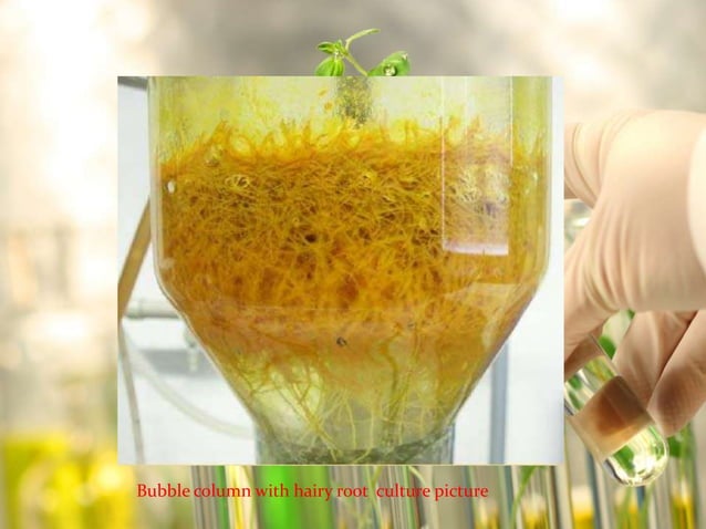 Hairy root culture | PPTX | Gardening | Home & Garden