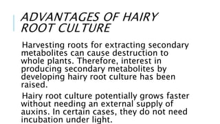 Hairy root culture | PPTX