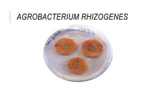 Hairy root culture | PPTX