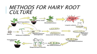 Hairy root culture | PPTX