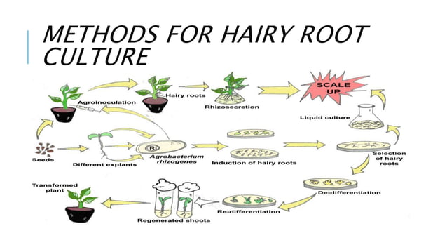 Hairy root culture | PPTX