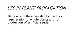 Hairy root culture | PPTX