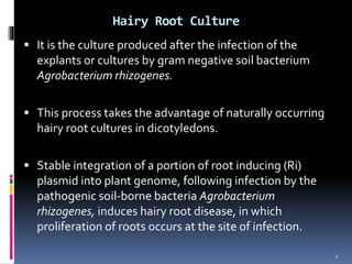 Hairy root culture | PPTX