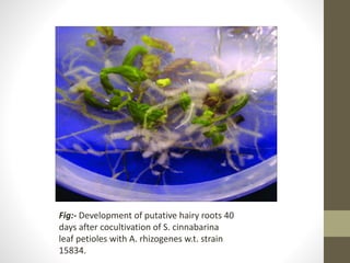 Hairy root culture_and_bio-_reactors | PPTX