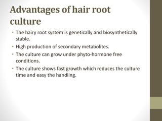 Hairy root culture_and_bio-_reactors | PPTX