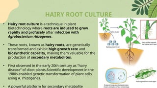 Hairy Root Culture and Biotransformation.pptx