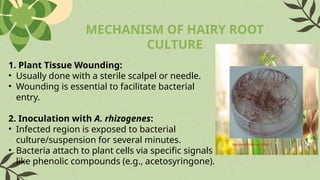Hairy Root Culture and Biotransformation.pptx