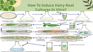 Hairy Root Culture and Biotransformation.pptx