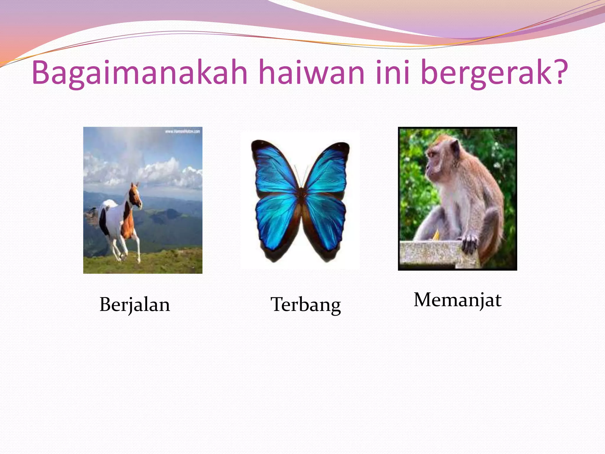 Pergerakan Haiwan | PPTX