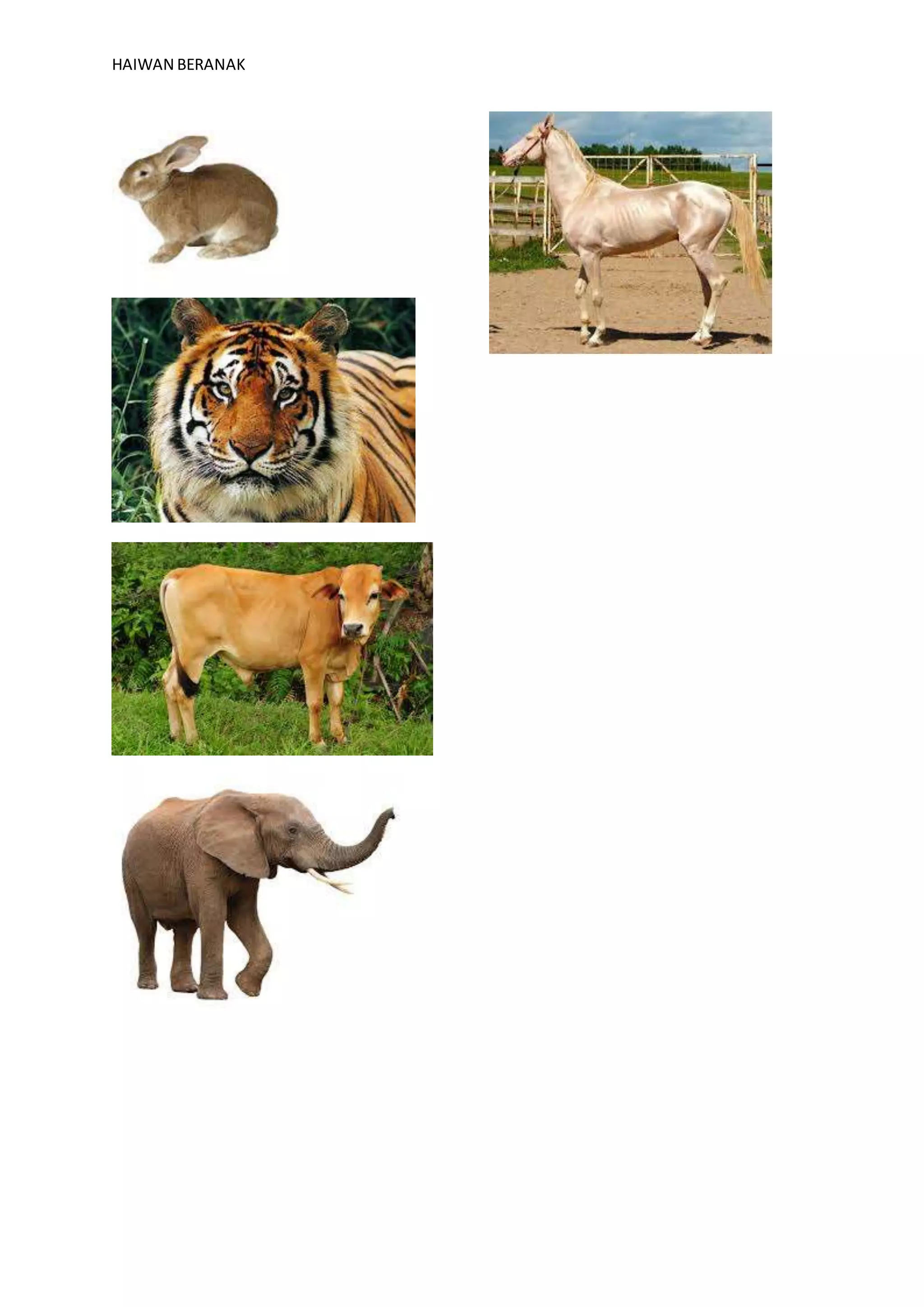 Haiwan beranak | DOCX