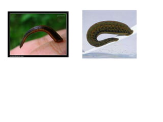 Haiwan Bernafas | PPT