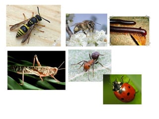 Haiwan Bernafas | PPT