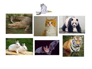 Haiwan Bernafas | PPT