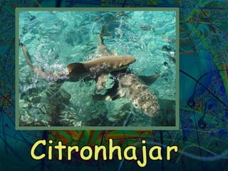 Hajar/Sharks | PPT