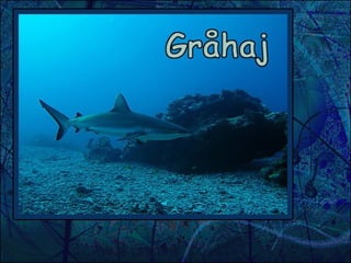 Hajar/Sharks | PPT